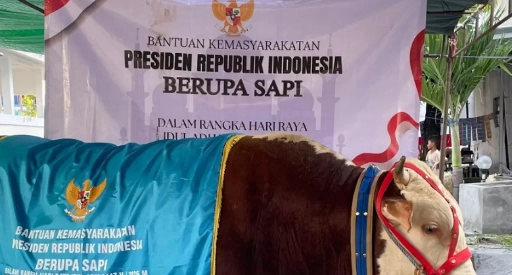 Deretan Sapi Kurban Presiden Prabowo 2026, APBN Rp100 Miliar untuk 1. ...